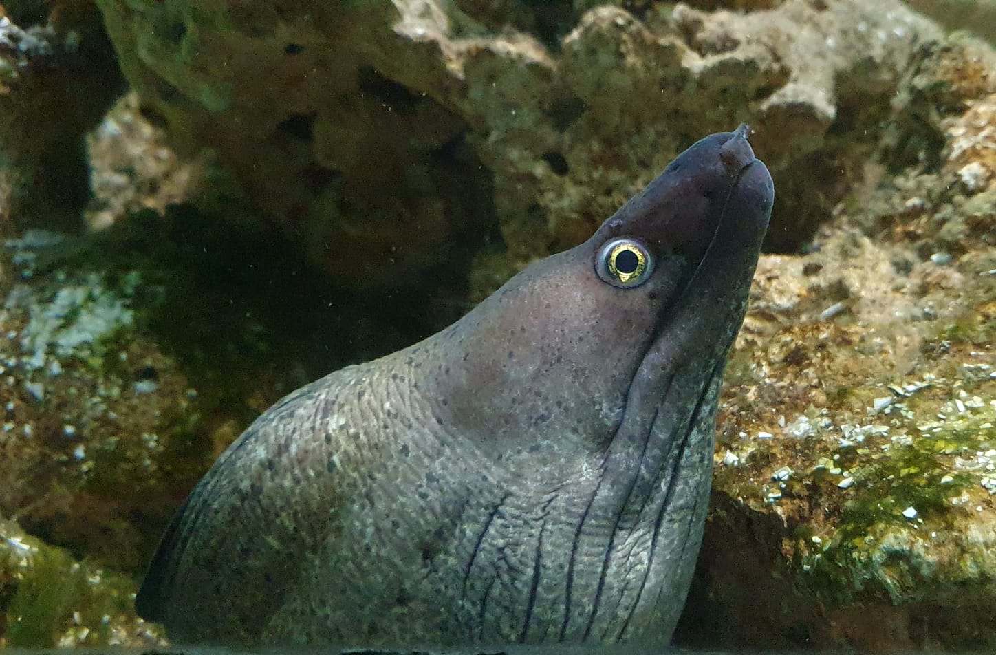 Foto: Luiz Mestre, no Aquário de Paranaguá (2023).